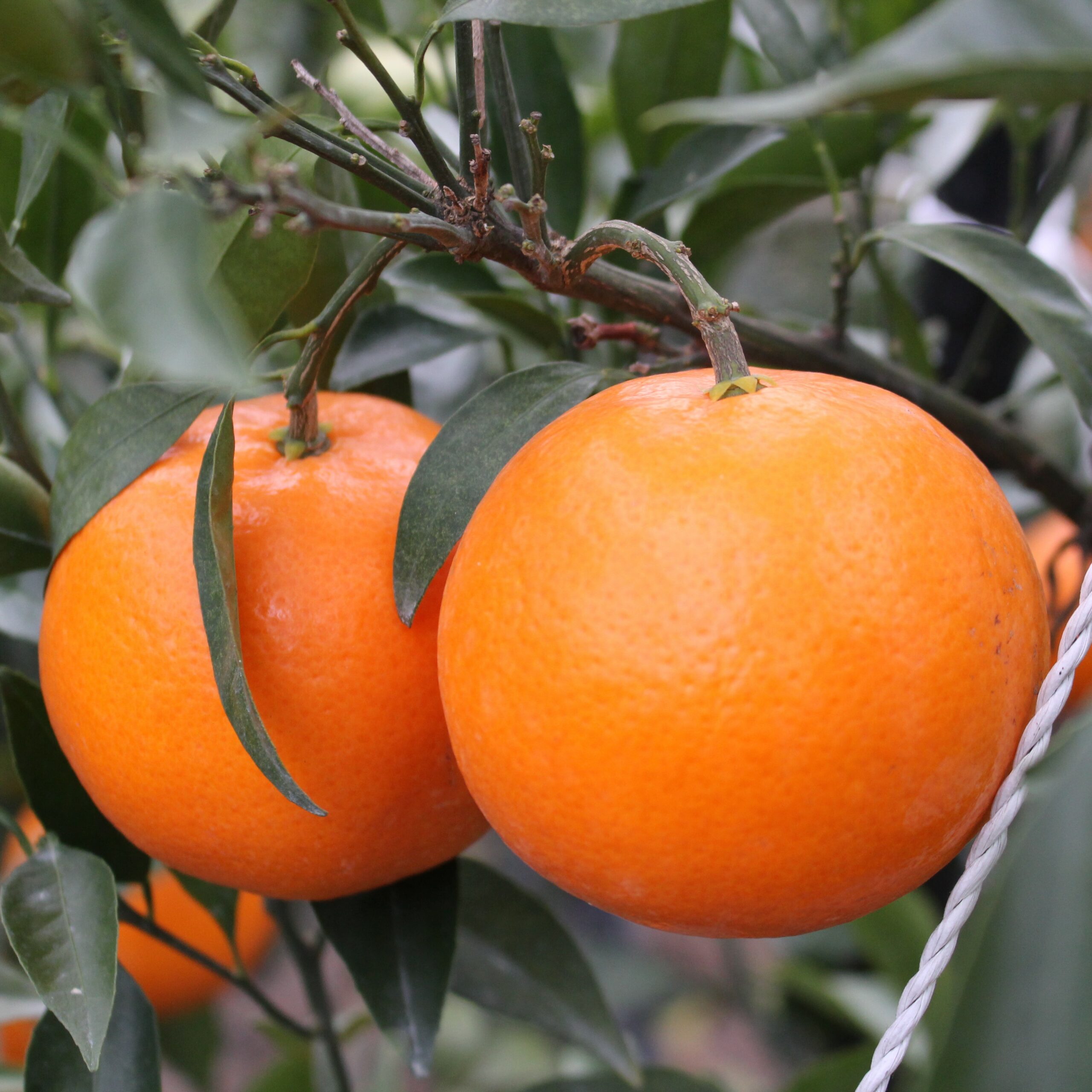 ゆうばれ®（熊本EC12） | 商品情報 | 熊本県果実農業協同組合連合会（JA熊本果実連）